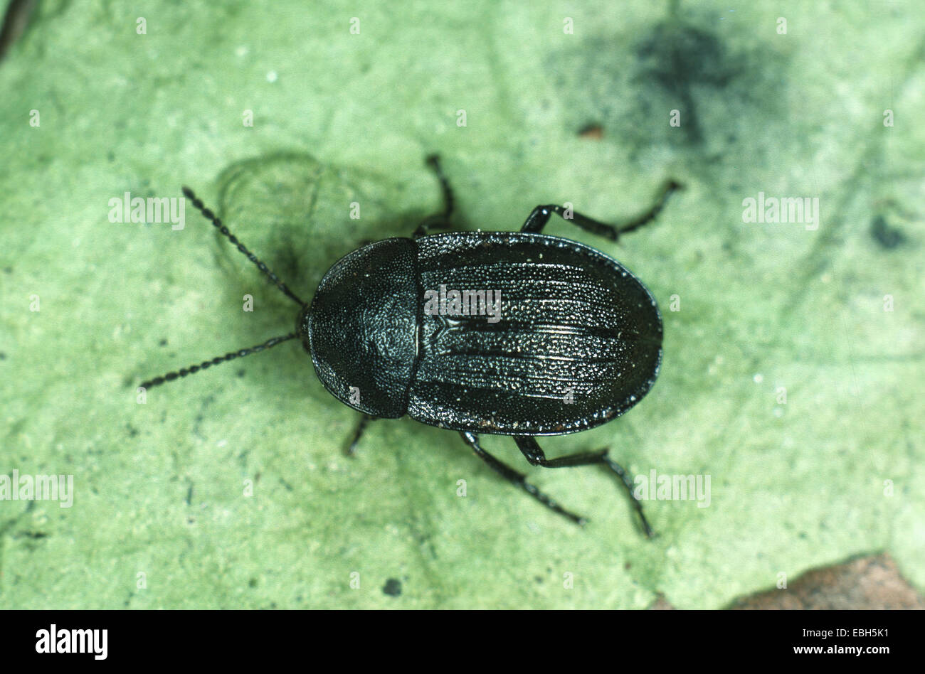 Carrion beetles hi-res stock photography and images - Alamy