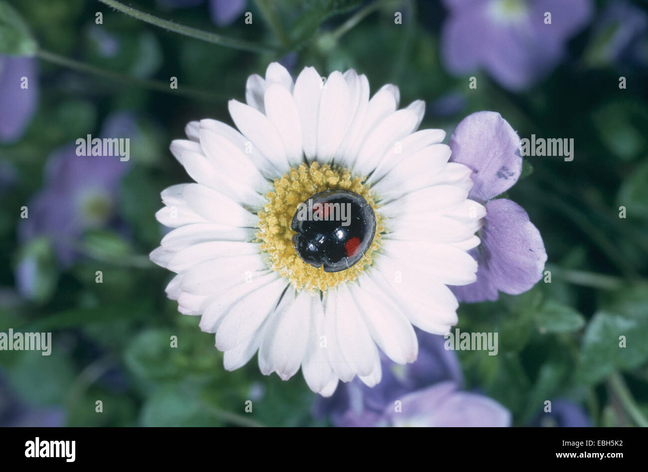 Chilocorus hi-res stock photography and images - Alamy