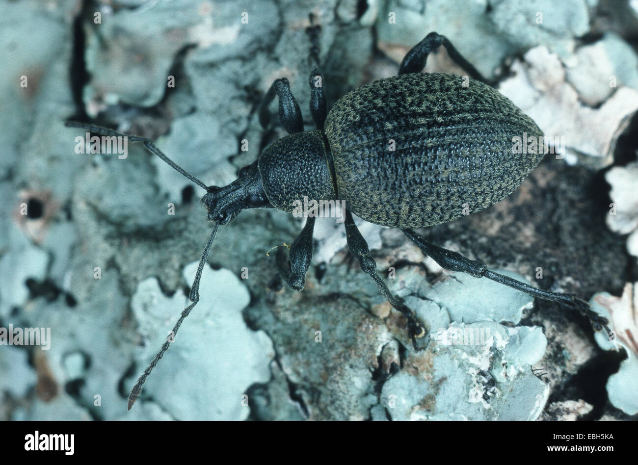 snout beetle, weevil (Otiorhynchus salicicula Stock Photo - Alamy