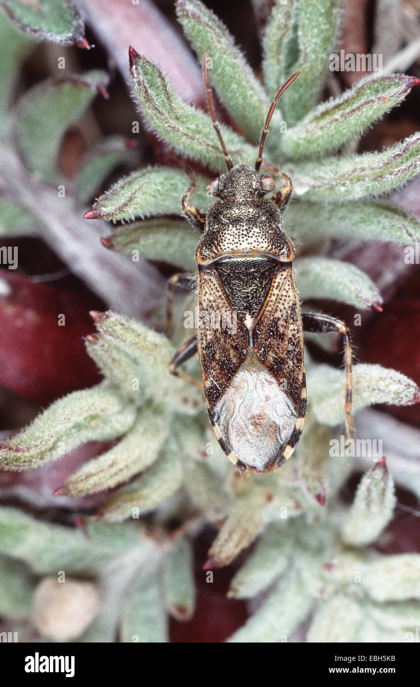 Nettle bug hi-res stock photography and images - Alamy