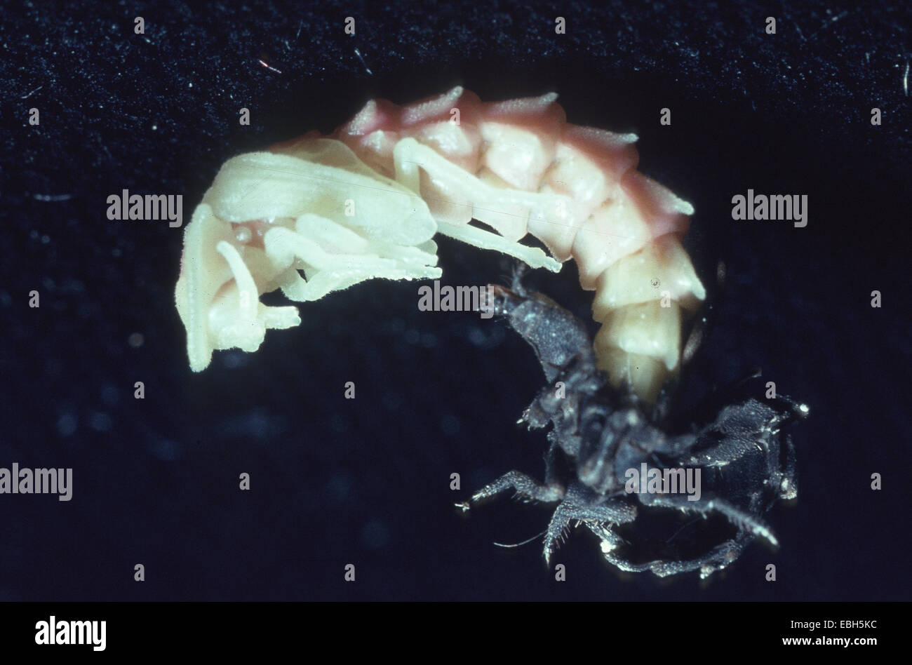 glowworm, glow-worm, great European glow-worm beetle (Lampyris ...