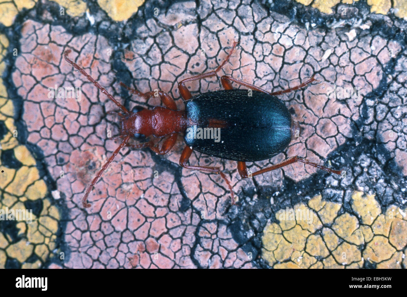 bombardier beetle (Brachinus sclopeta Stock Photo - Alamy