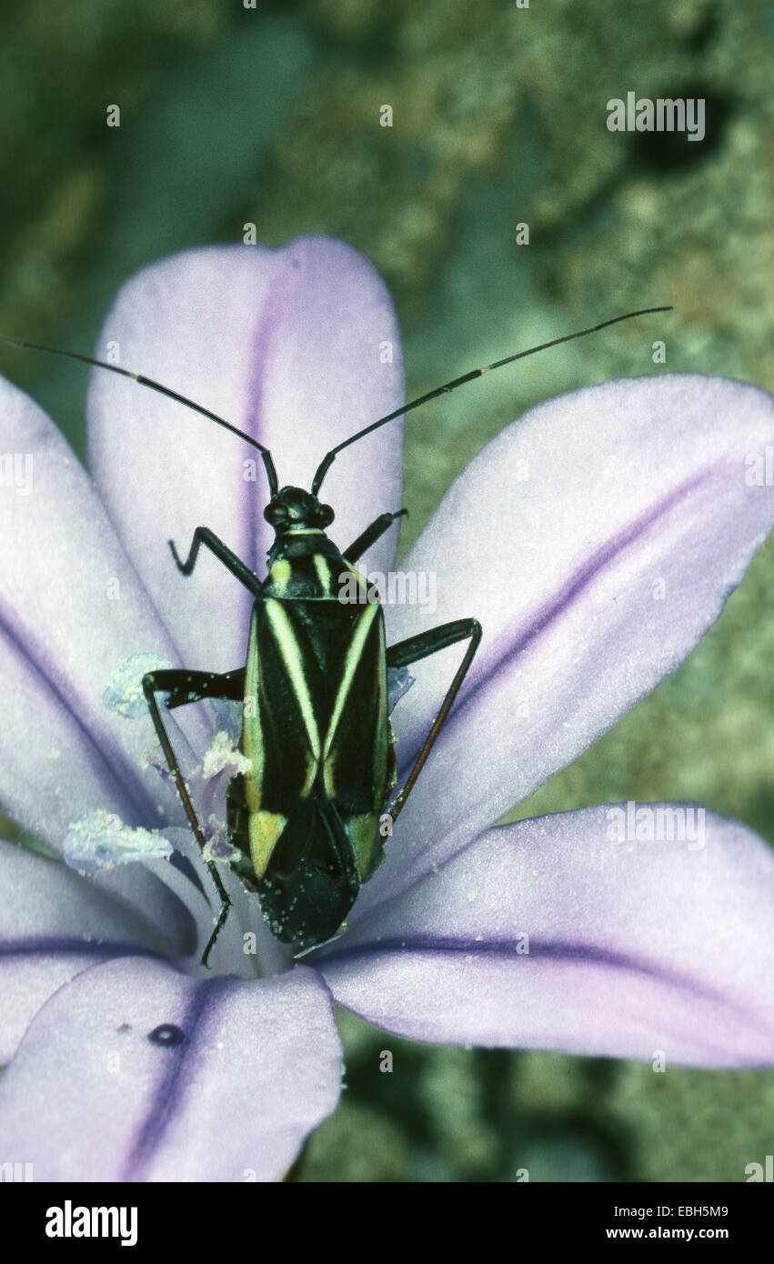 mirid, capsid bug, plant bug (Hadrodemus M-flavum Stock Photo - Alamy