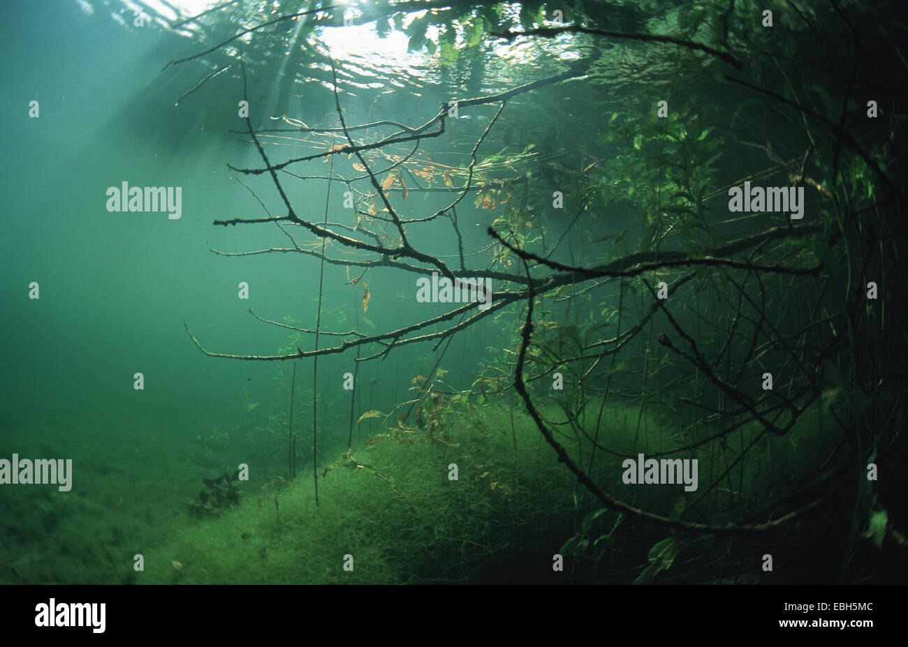 freshwater scenery (Seenlandschaft Stock Photo - Alamy