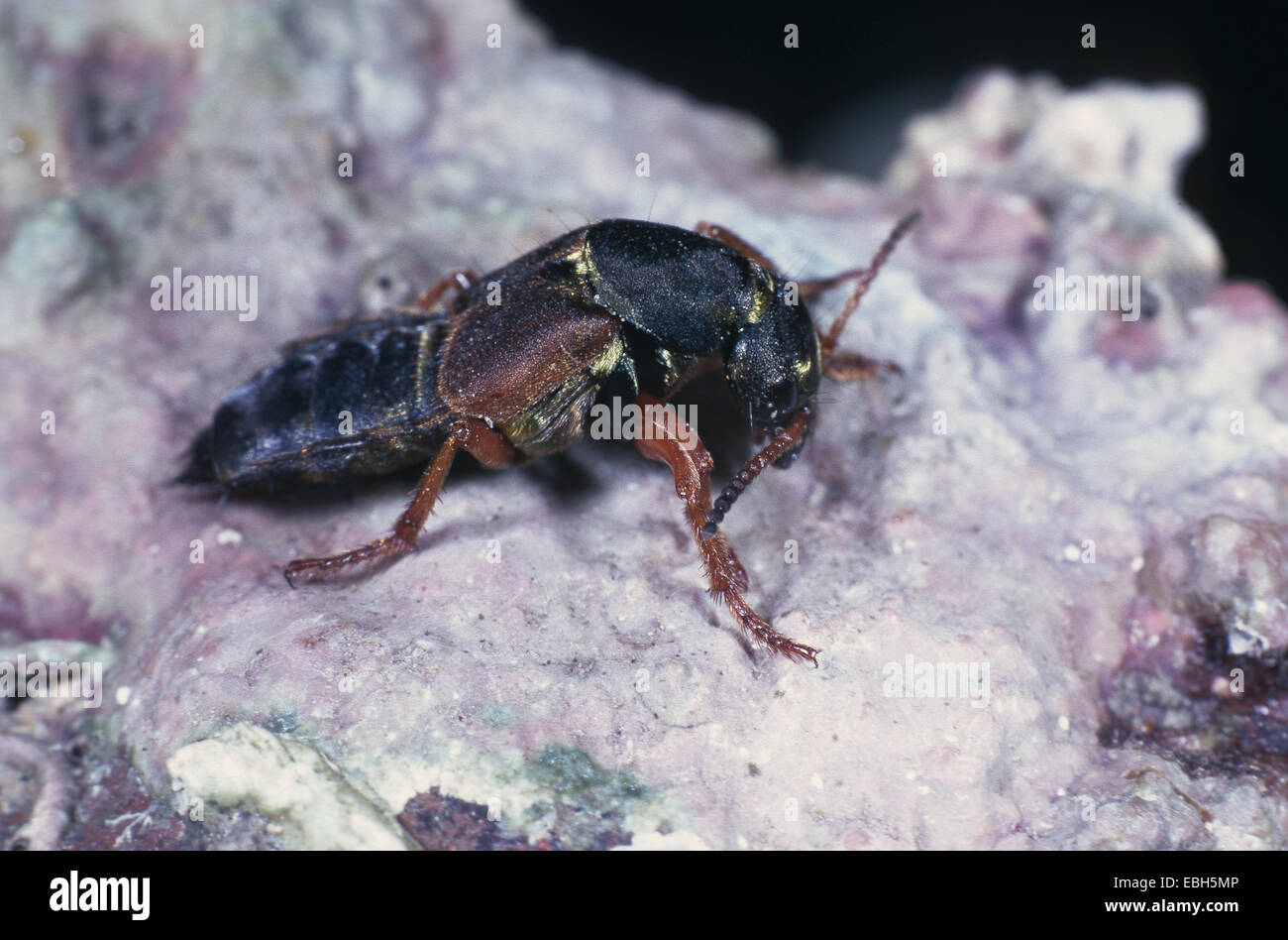 rove beetle (Staphylinus caesareus Stock Photo - Alamy