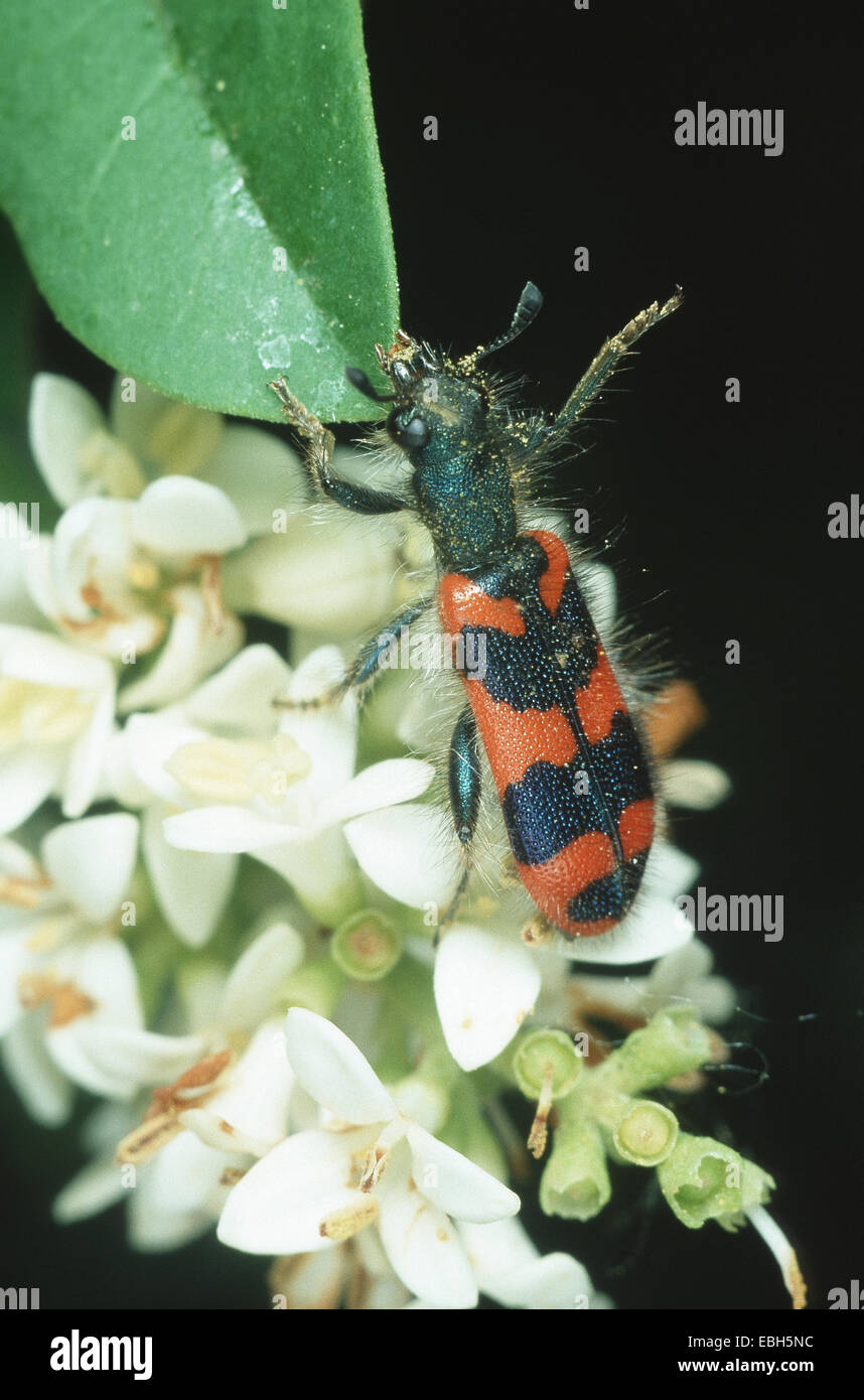 Checkered bee beetle hi-res stock photography and images - Alamy