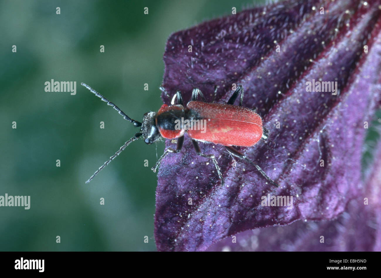 flower beetle (Anthocomus coccineus Stock Photo - Alamy