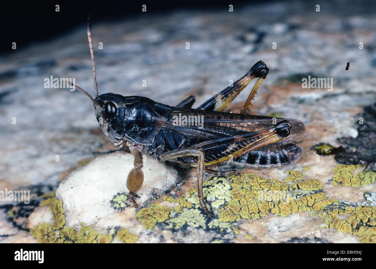 club-legged grasshopper, Sibirian grasshopper (Aeropus sibiricus Stock ...