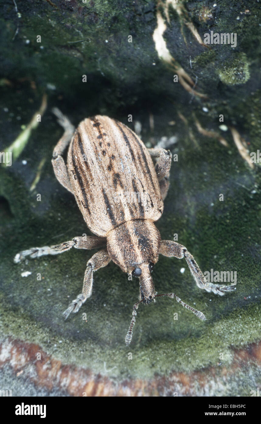 snout beetle, weevil (Hypera arator Stock Photo - Alamy