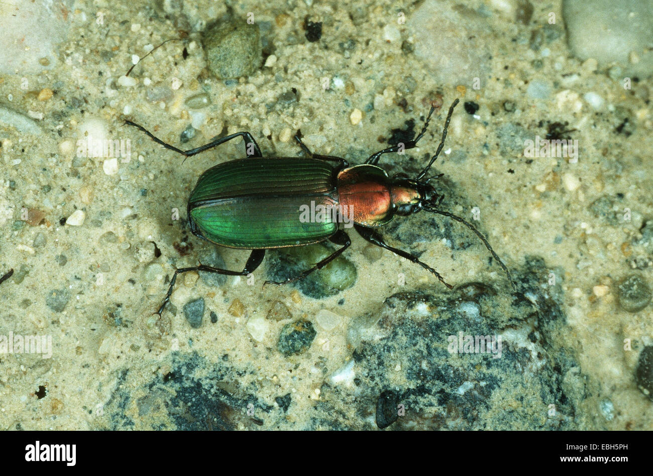 Nitidulus hi-res stock photography and images - Alamy