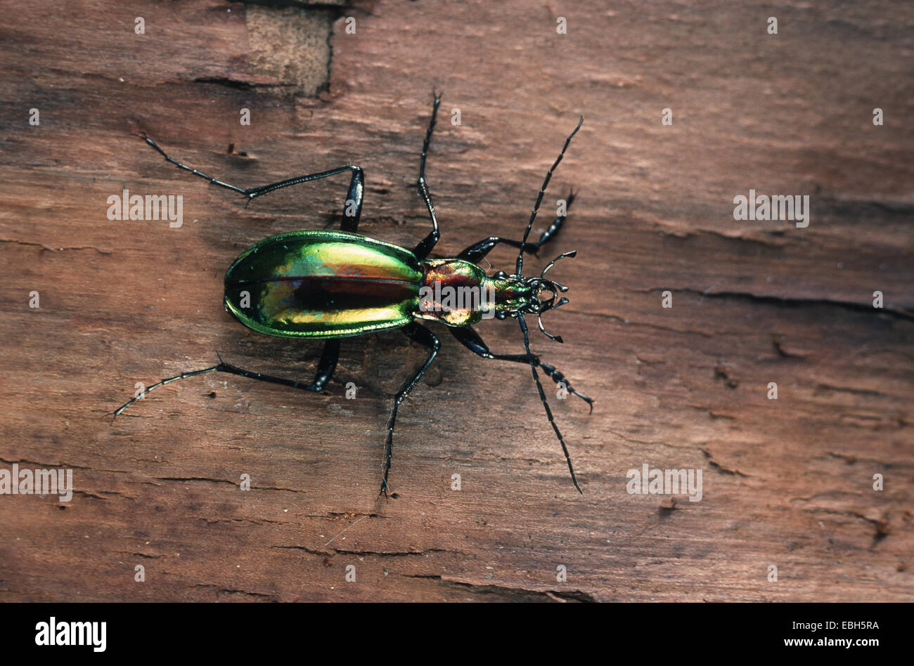 Carabus splendens hi-res stock photography and images - Alamy