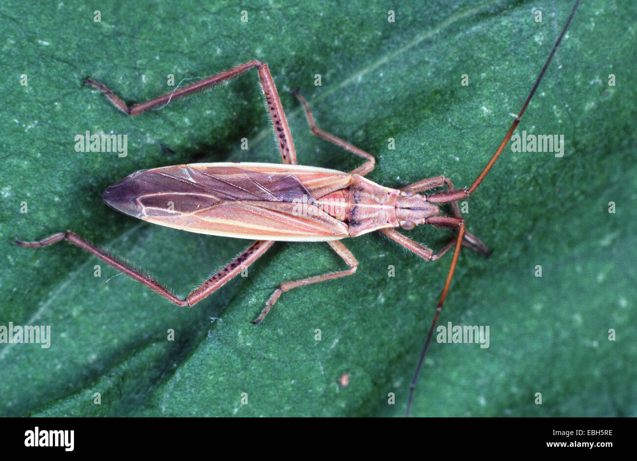 Stenodema hi-res stock photography and images - Alamy