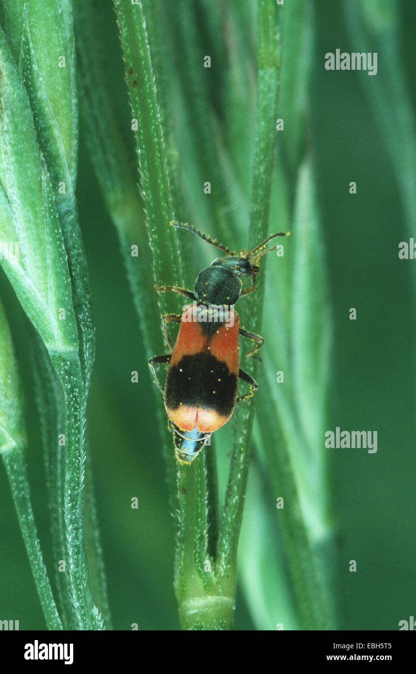 flower beetle (Anthocomus bipunctatus Stock Photo - Alamy