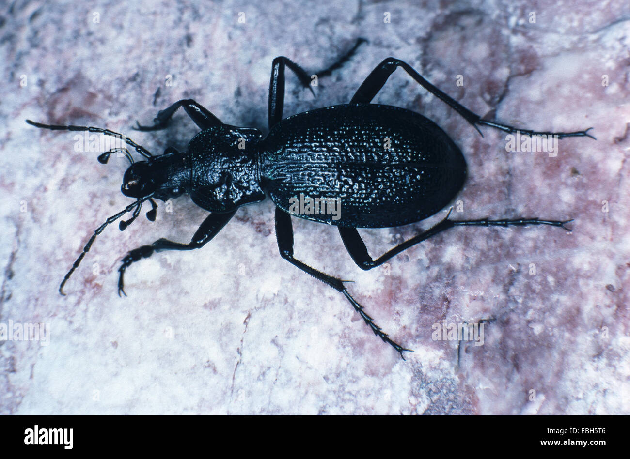 blue ground beetle, darkblue ground beetle (Carabus intricatus Stock ...