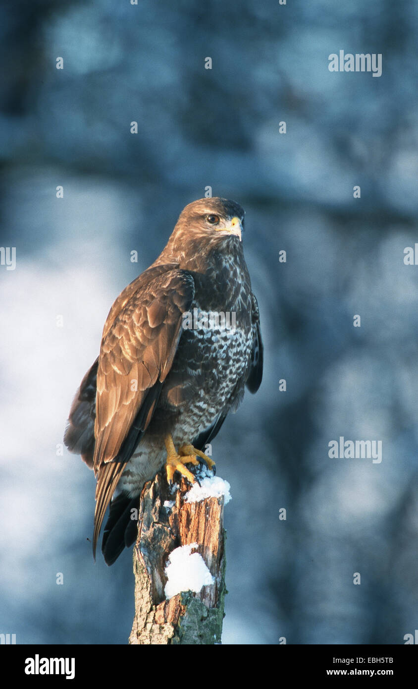 Eurasian buzzard (Buteo buteo), perched on lookout Stock Photo - Alamy