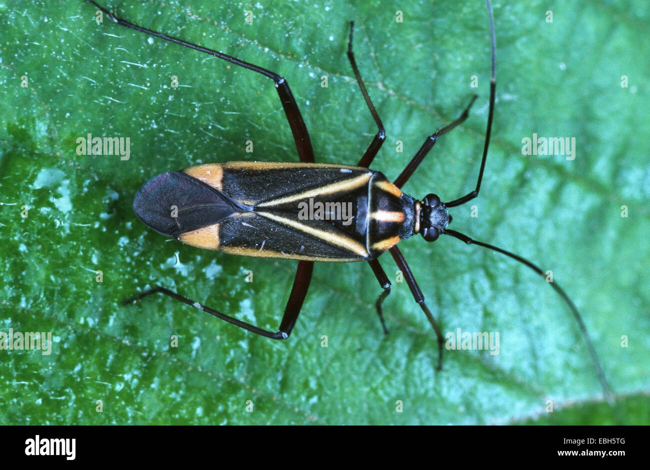 Capsid bug hi-res stock photography and images - Alamy