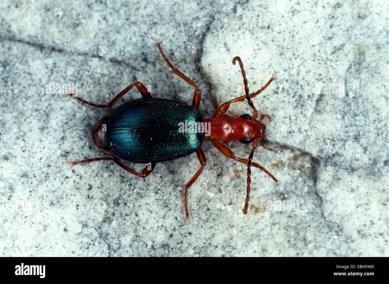 lesser bombardier beetle (Brachinus explodens Stock Photo - Alamy