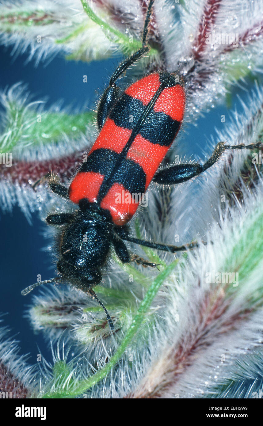bee beetle, bee wolf (Trichodes favarius Stock Photo - Alamy