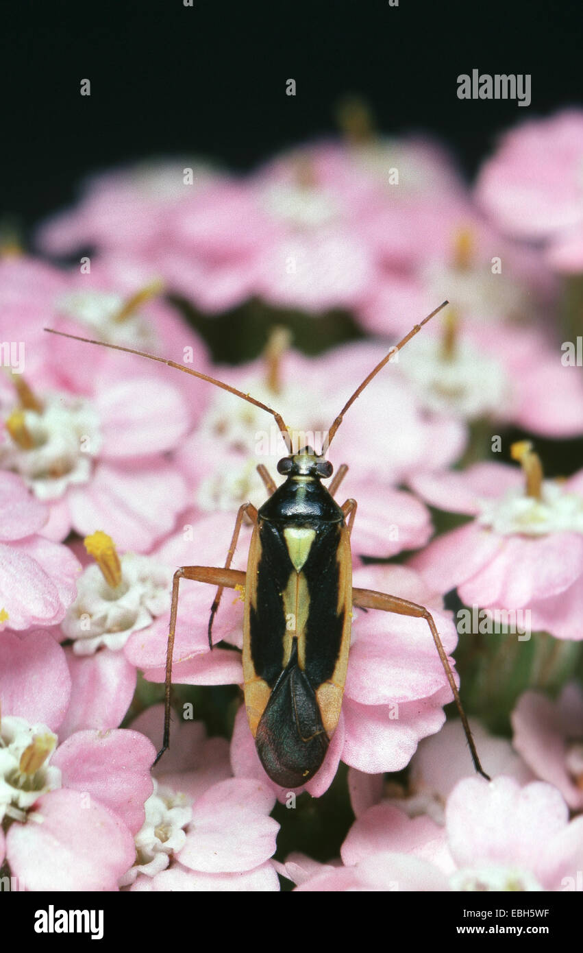 mirid, capsid bug, plant bug (Stenotus binotatus Stock Photo - Alamy