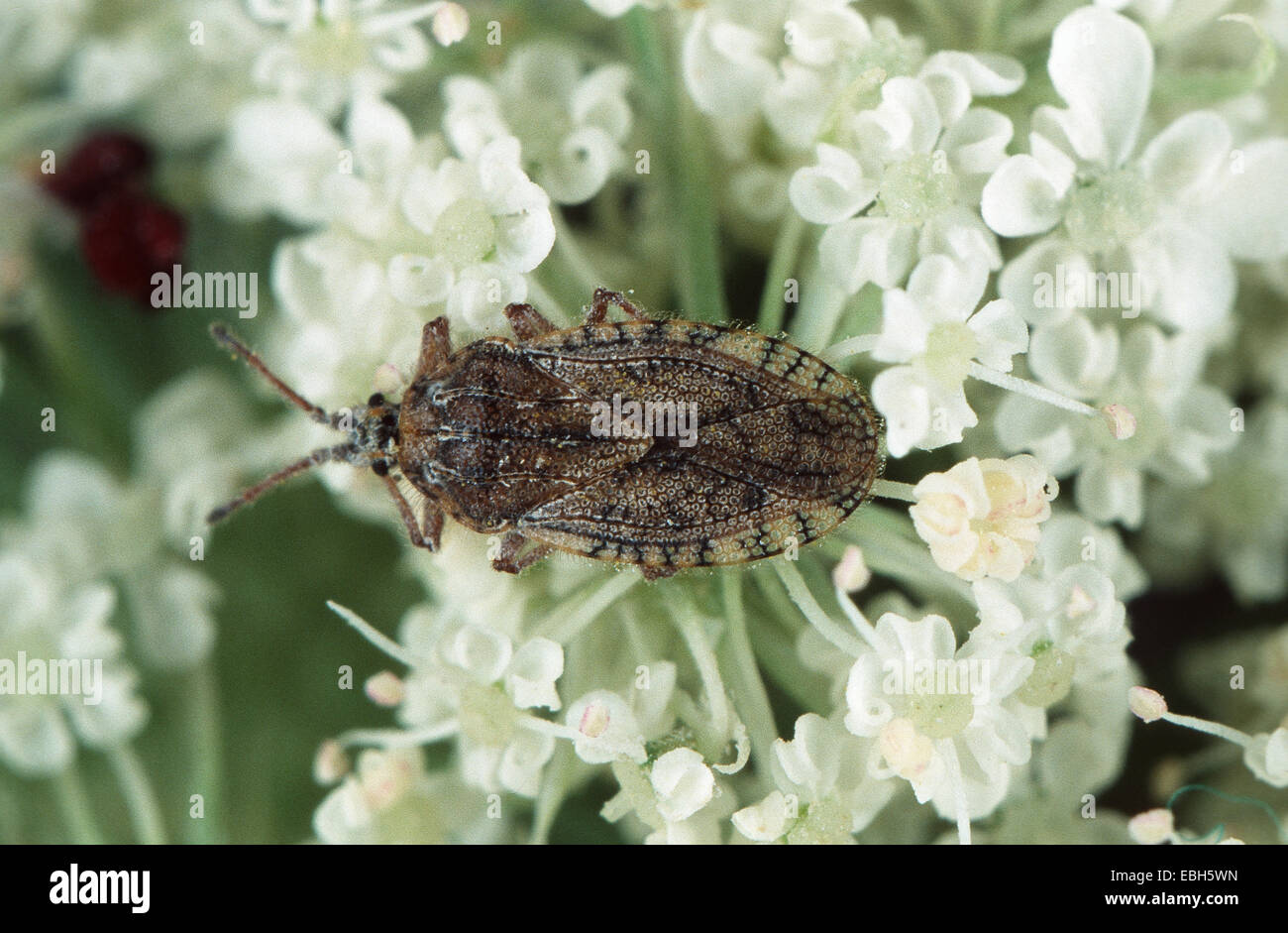 Tingis hi-res stock photography and images - Alamy