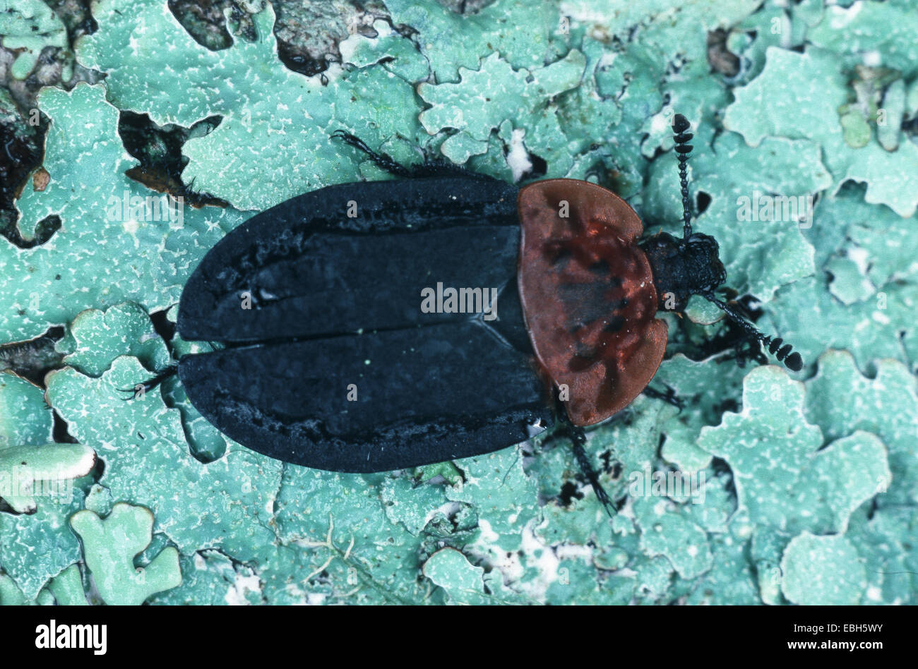 Red breasted carrion beetle hi-res stock photography and images - Alamy