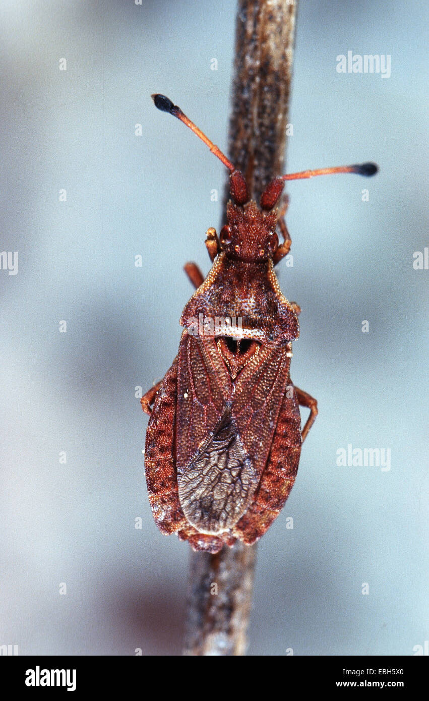 bug (Spathocera dalmani Stock Photo - Alamy