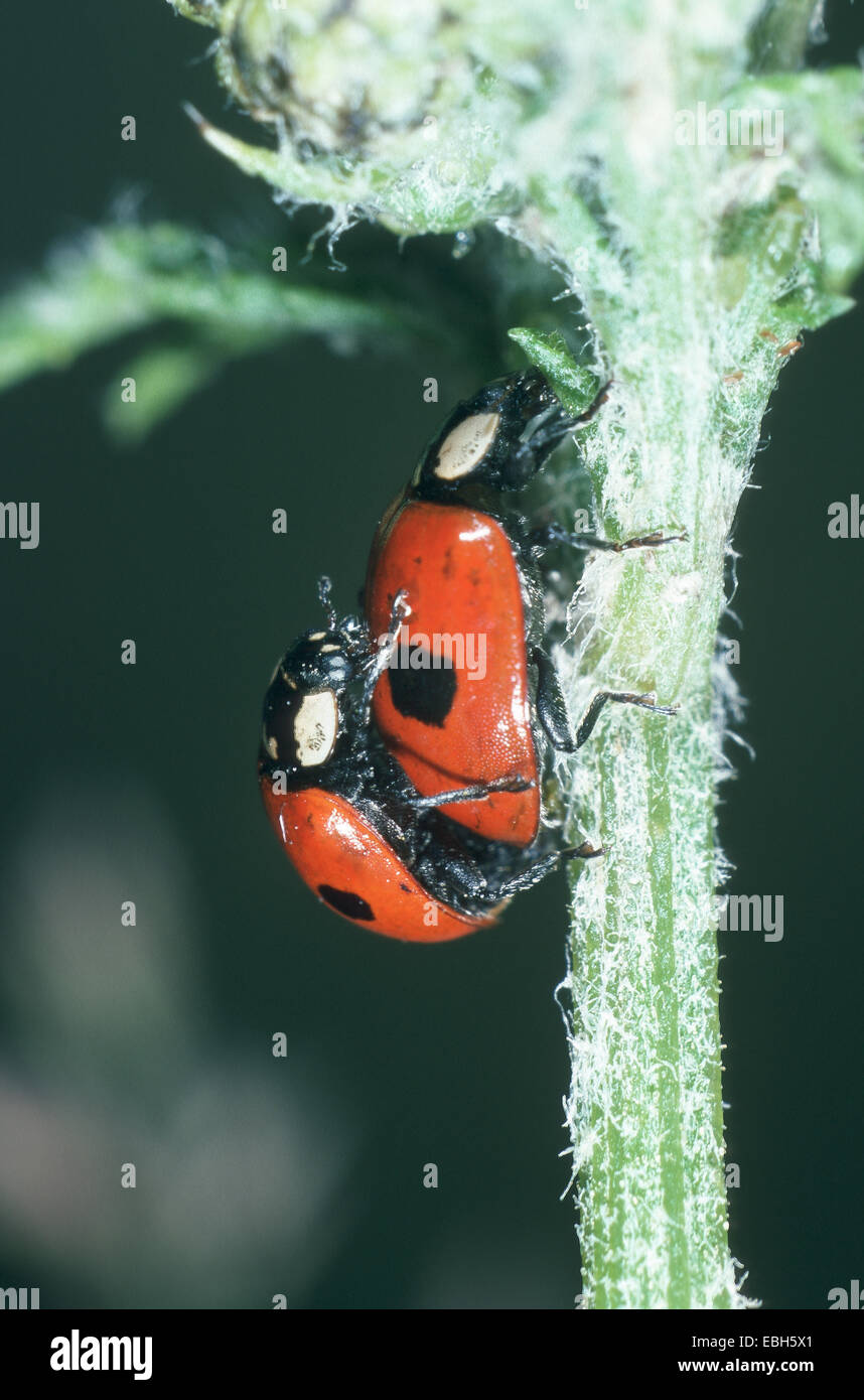 two-spot ladybird, 2-spot ladybird (Adalia bipunctata Stock Photo - Alamy