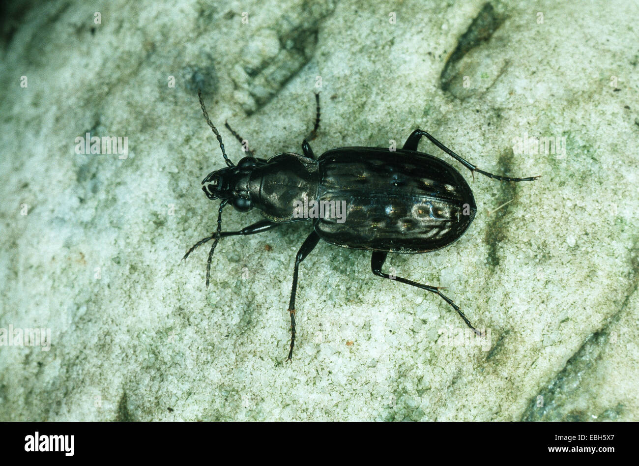Multipunctata hi-res stock photography and images - Alamy