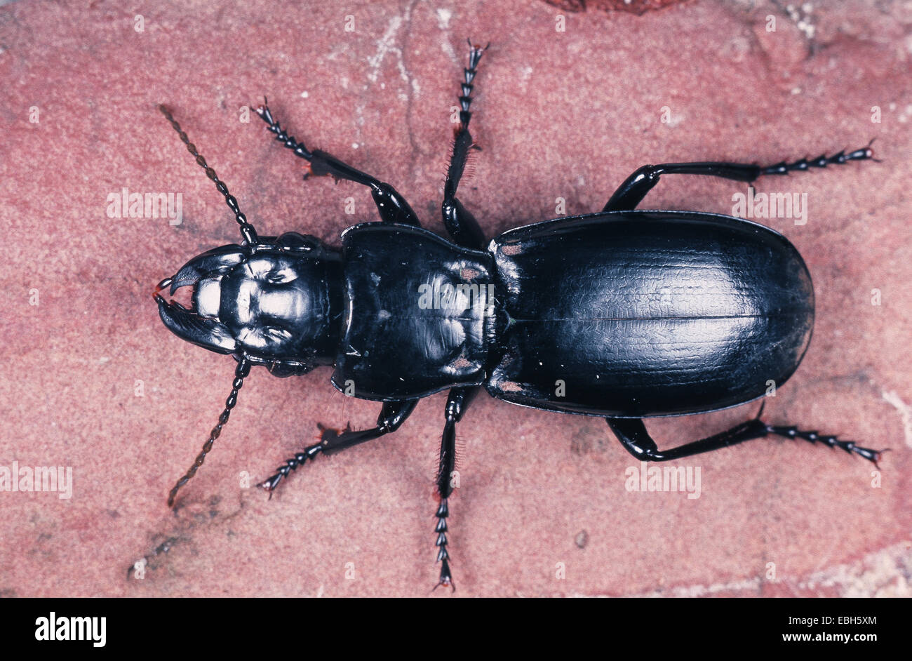 Percus hi-res stock photography and images - Alamy