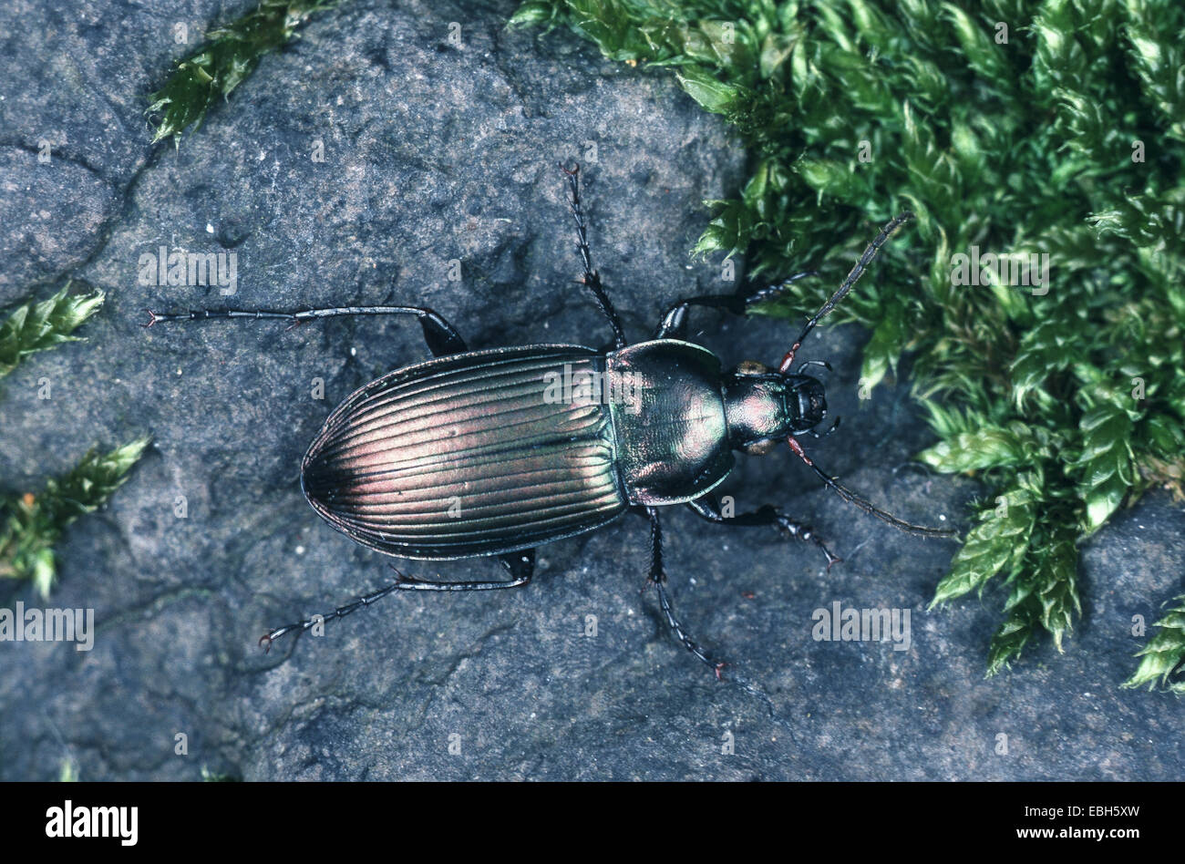 Poecilus cupreus hi-res stock photography and images - Alamy