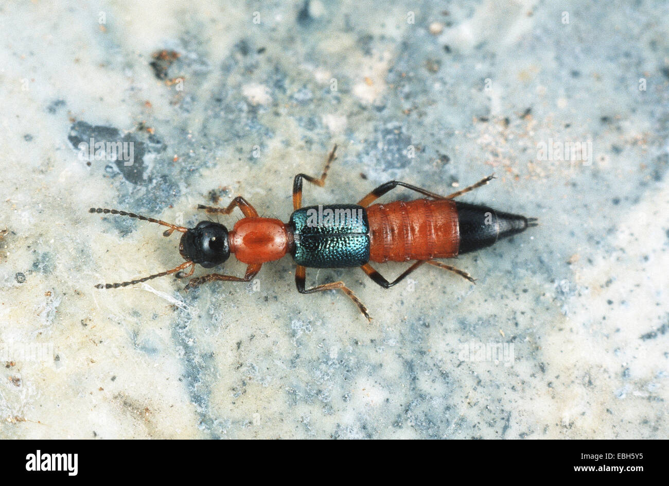 beetle (Paederus fuscipes Stock Photo - Alamy