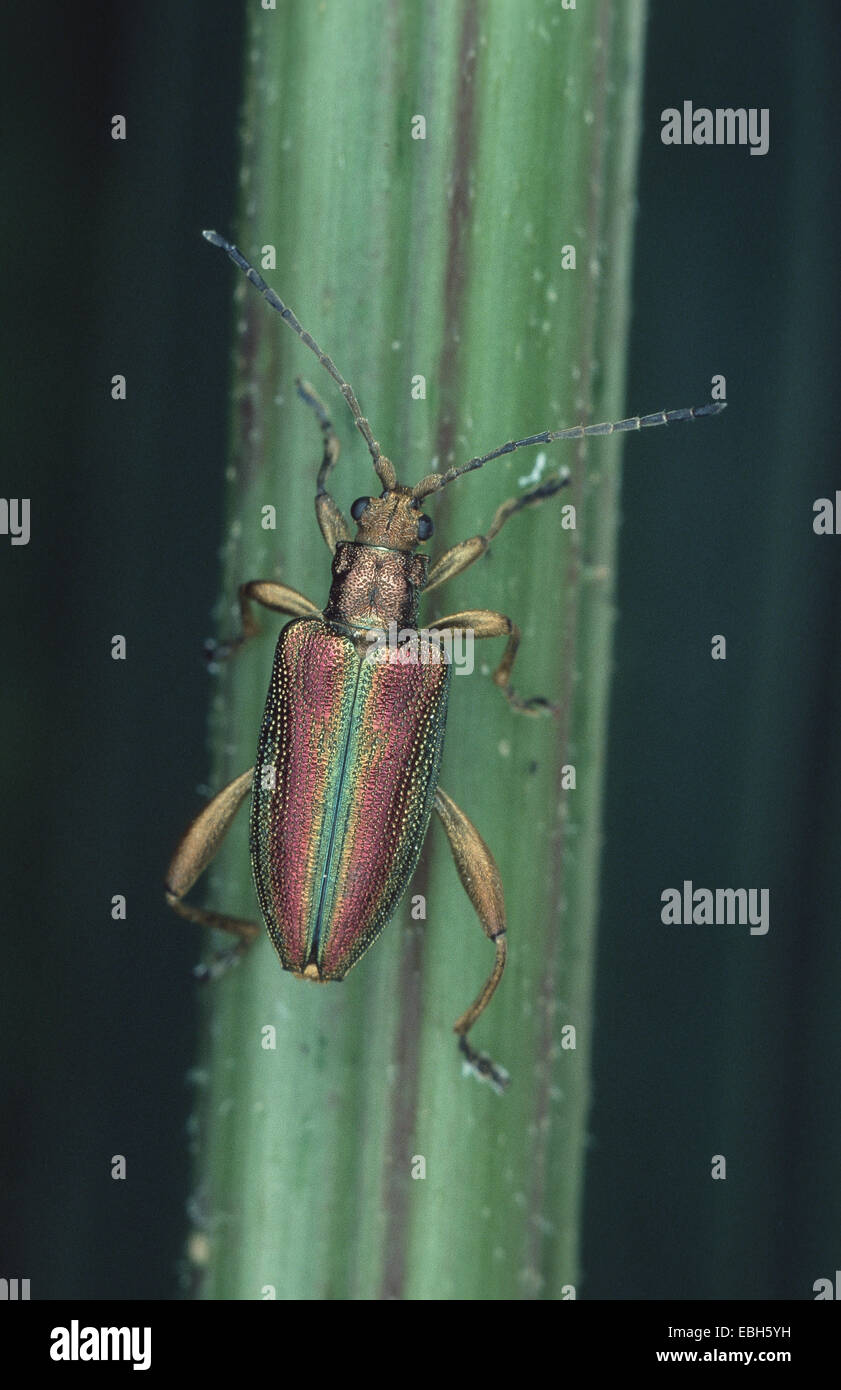 reed beetle (Donacia aquatica Stock Photo - Alamy