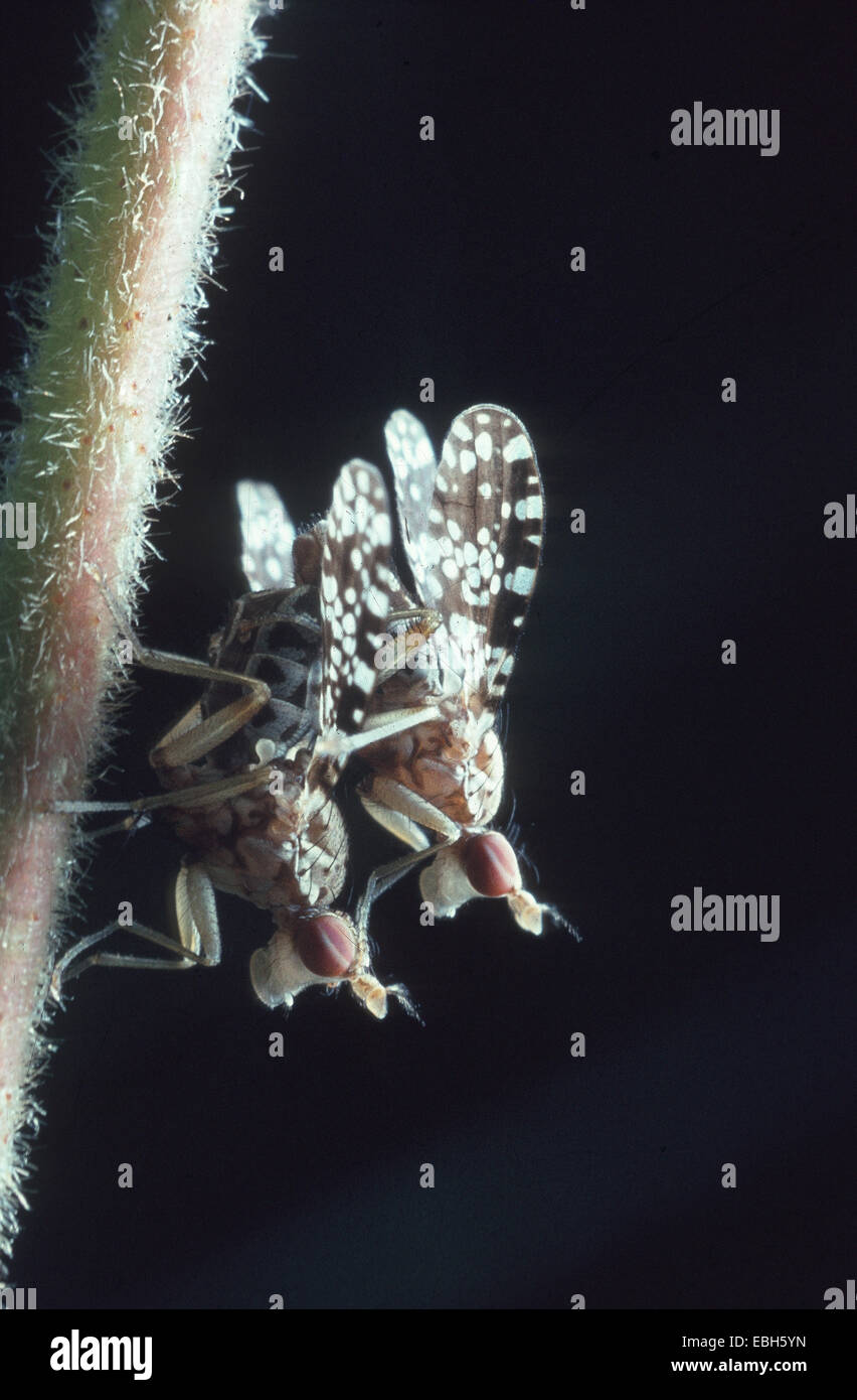 marsh fly (Trypetoptera punctulata Stock Photo - Alamy