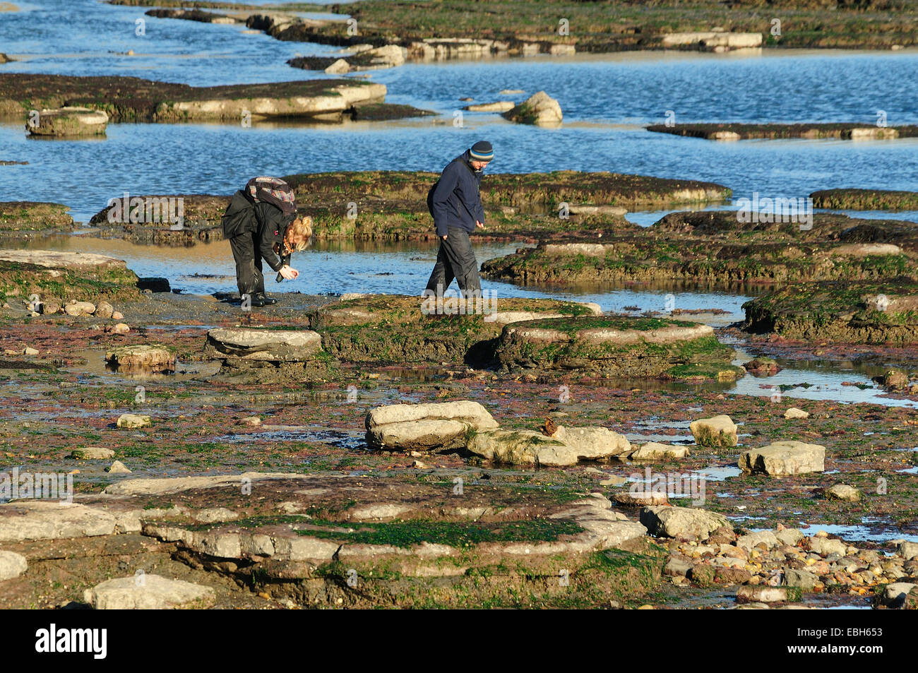 Rock pooling at Broad Ledge, Lyme Regis Dorset UK Stock Photo - Alamy