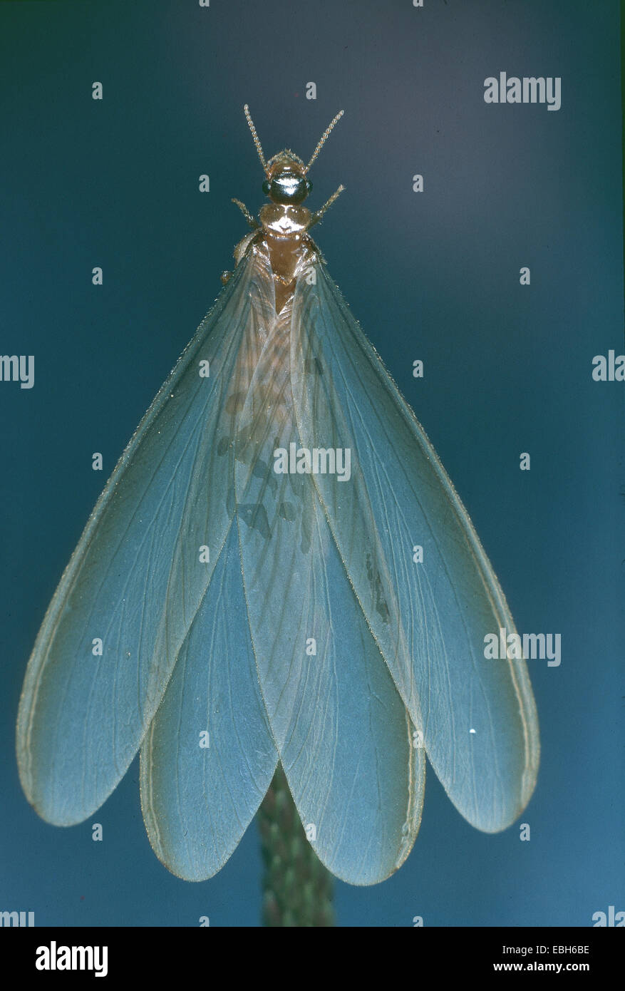 Winged termites hi-res stock photography and images - Alamy