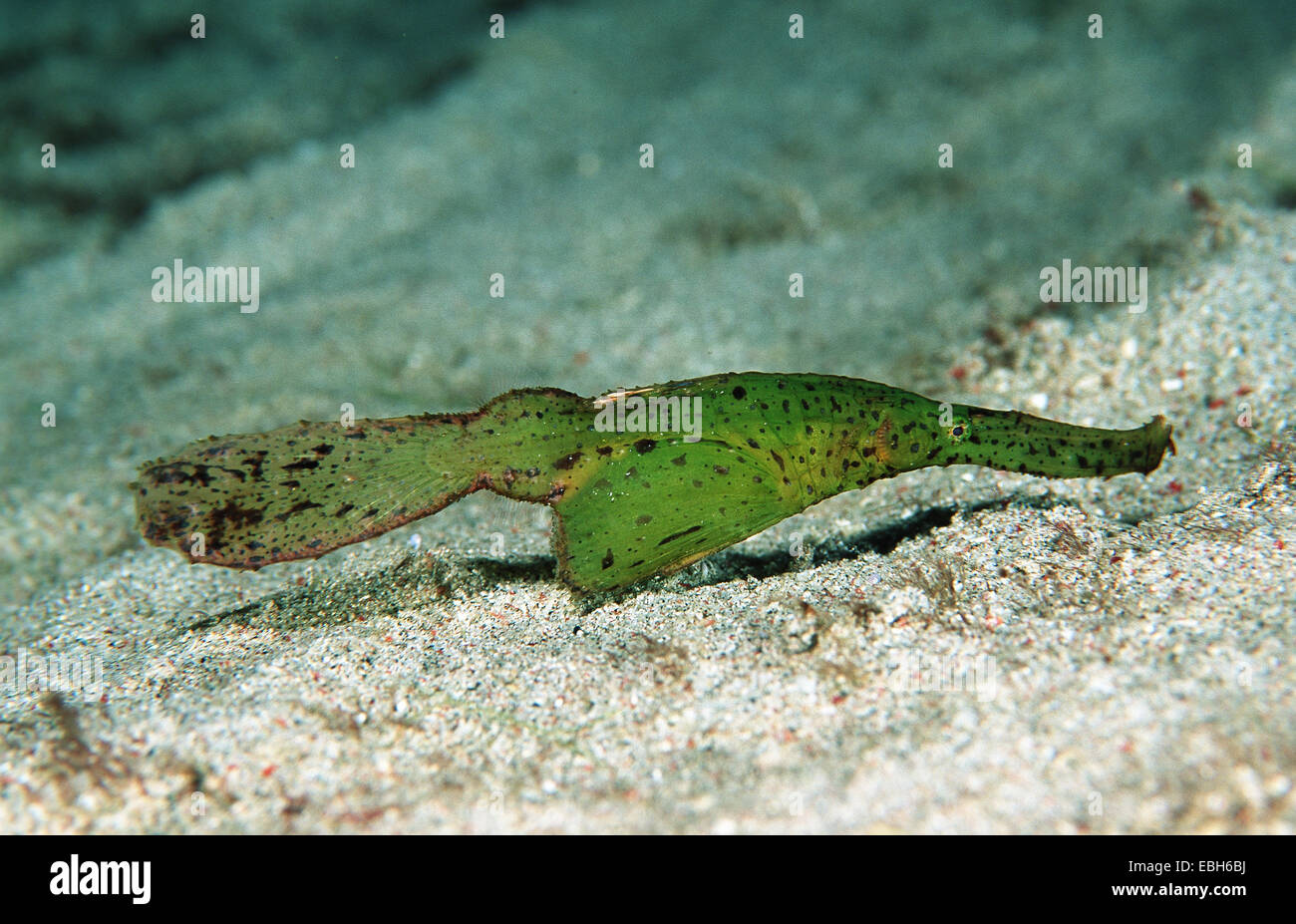 Loki-whip-goby (Bryaninops loki Stock Photo - Alamy