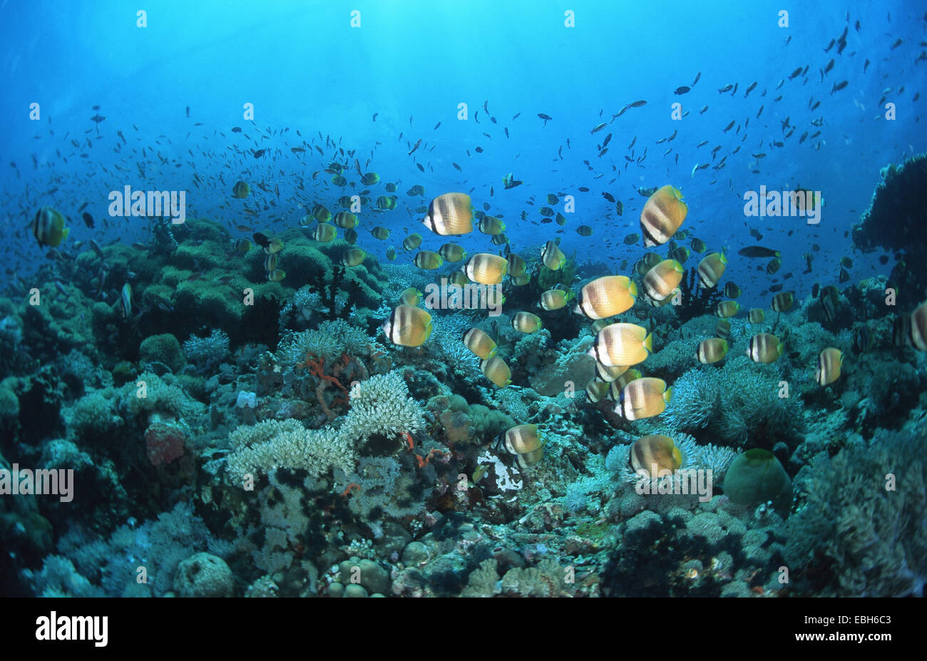 Kleins butterflyfish hi-res stock photography and images - Alamy