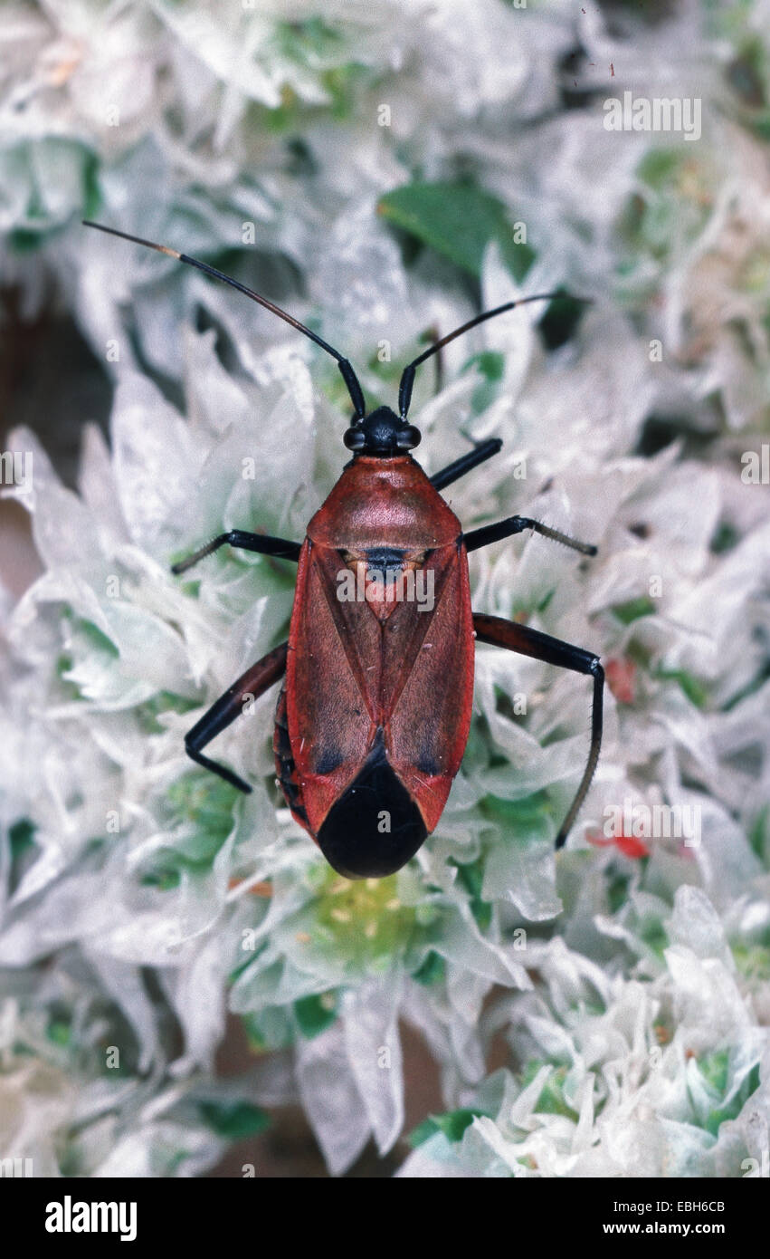 mirid, capsid bug, plant bug (Calocoris nemoralis Stock Photo - Alamy