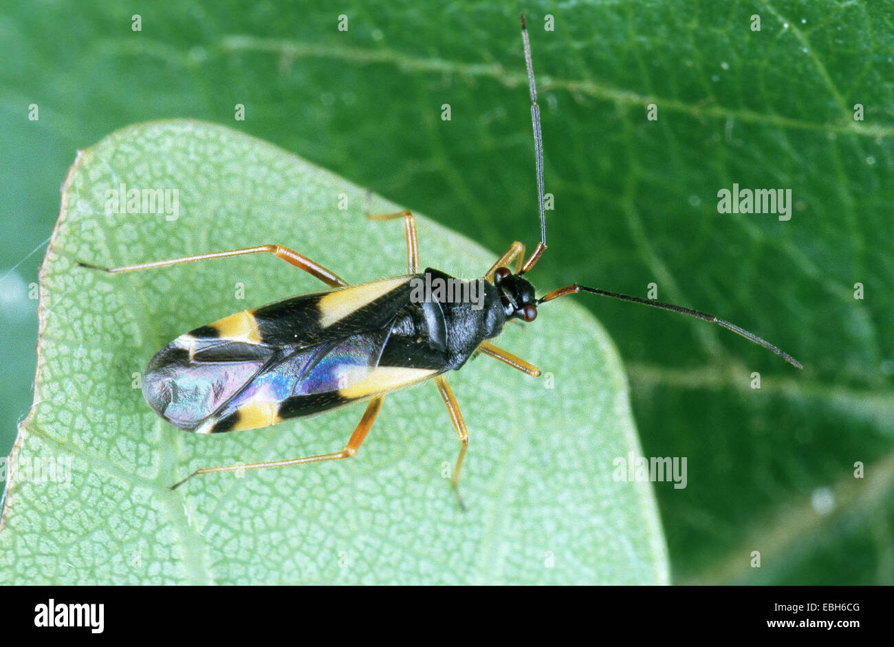 mirid, capsid bug, plant bug (Dryophilocoris flavoquadrimaculatus Stock ...