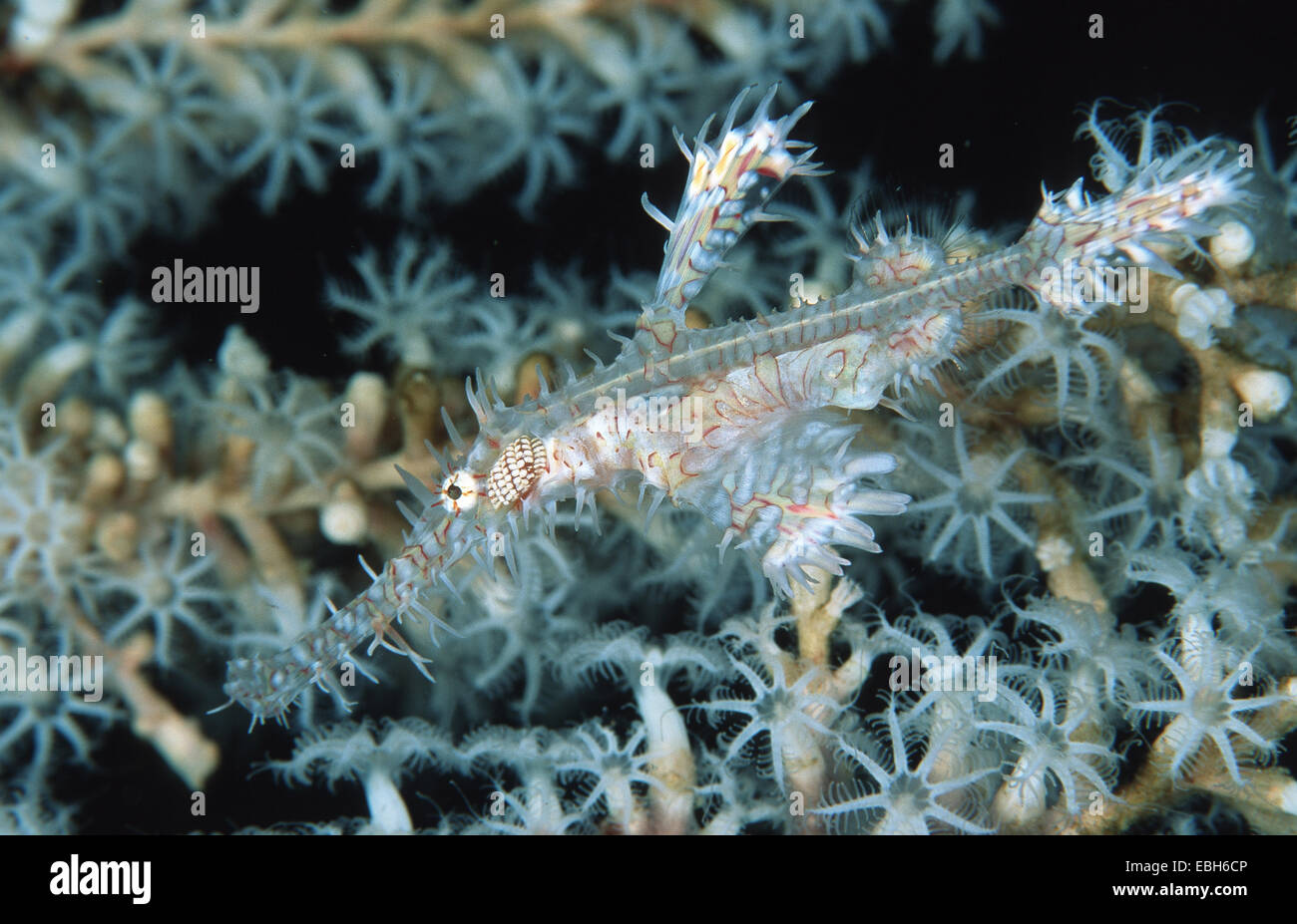Sand lizardfish (Synodus dermatogenys Stock Photo - Alamy