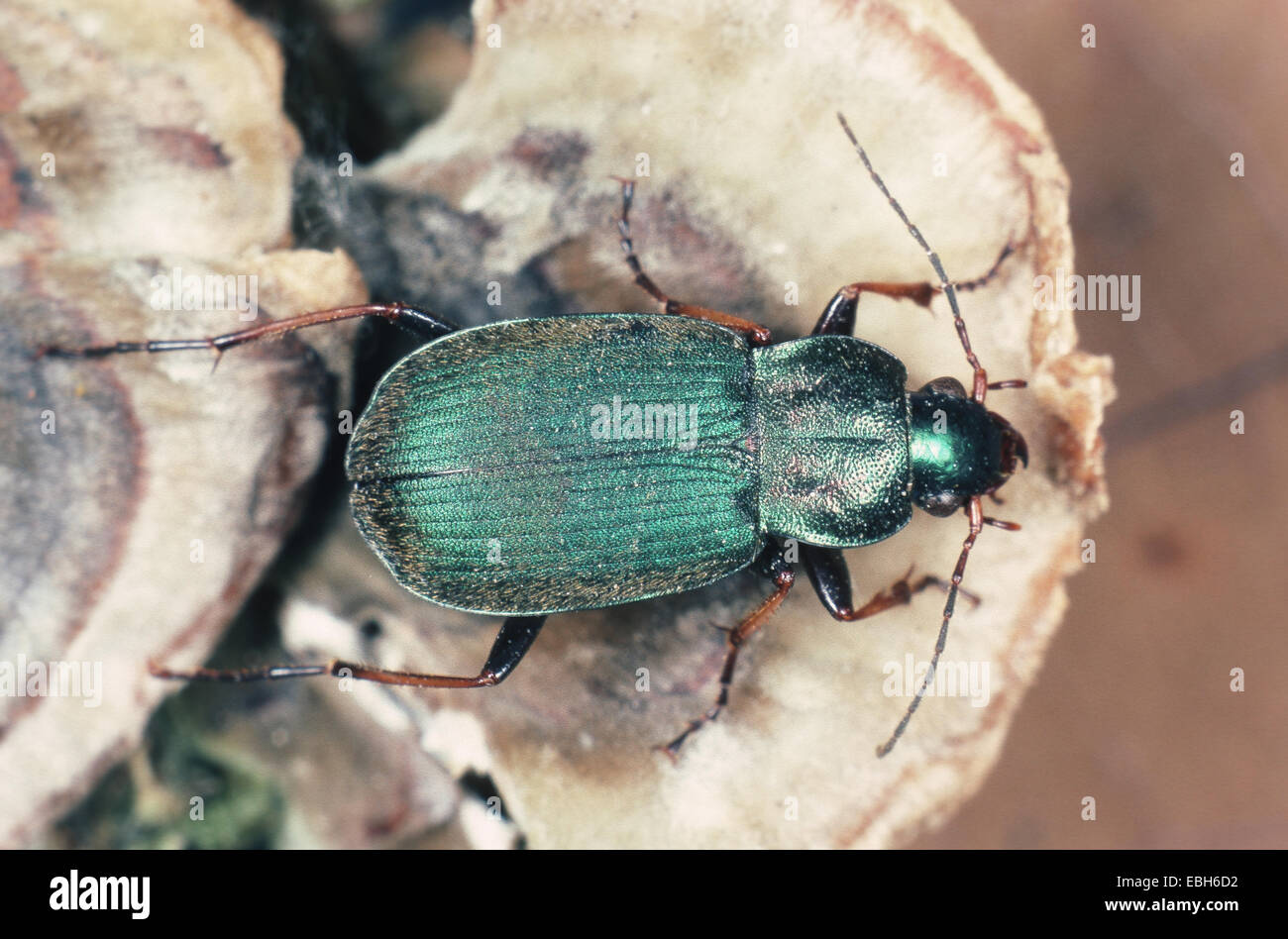 ground beetle (Chlaenius tibialis Stock Photo - Alamy