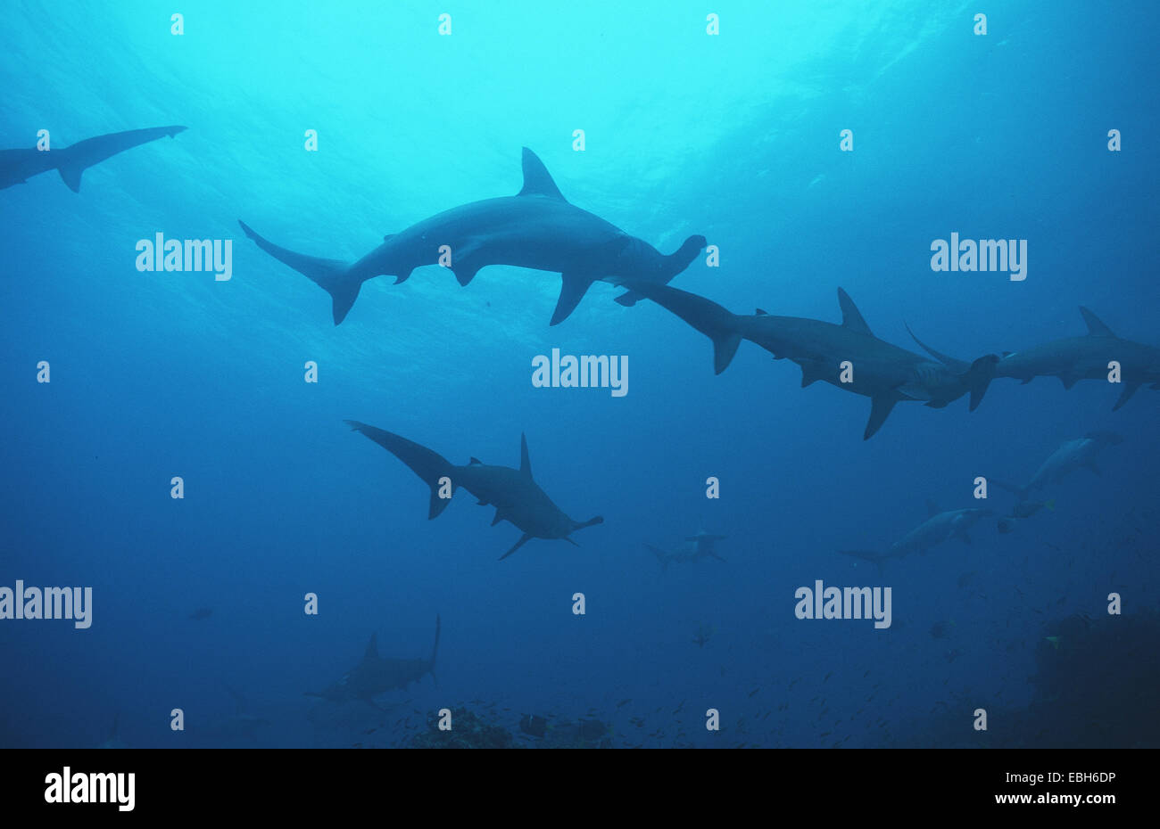 scalloped hammerhead shark (Sphyrna lewini Stock Photo - Alamy