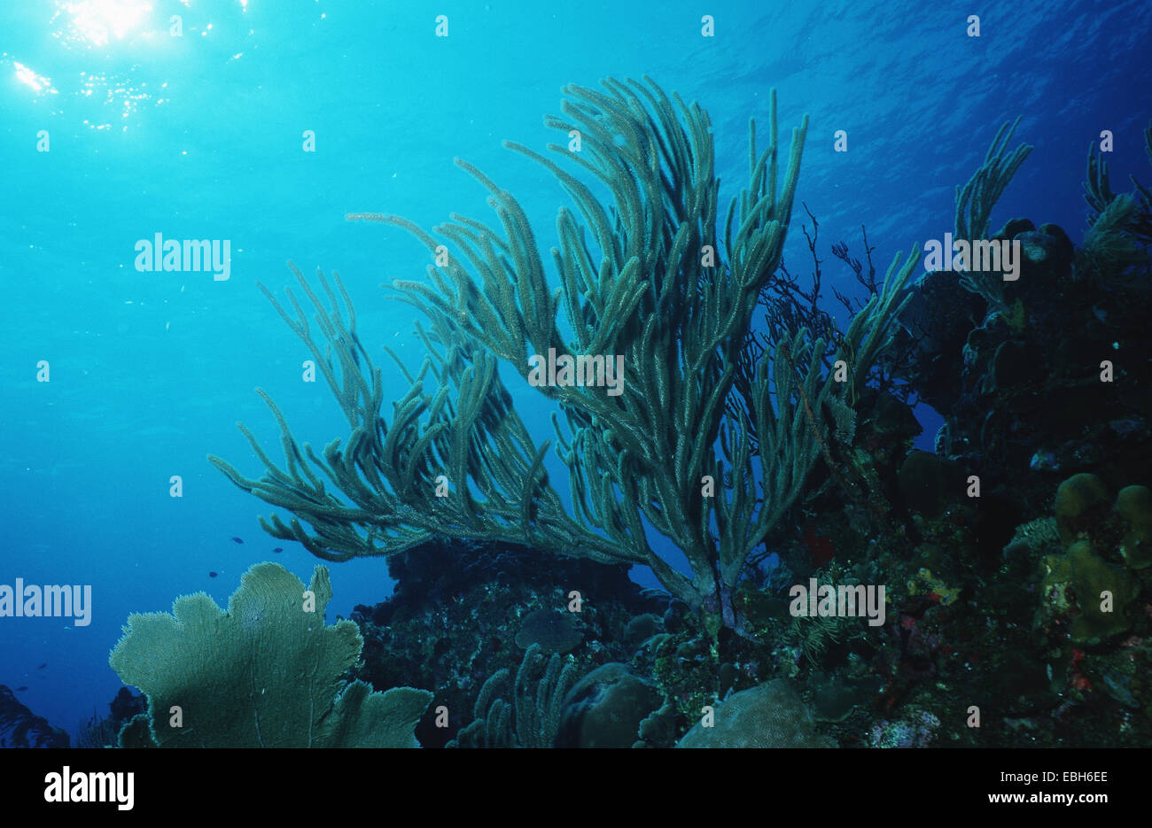 Porous sea rod hi-res stock photography and images - Alamy