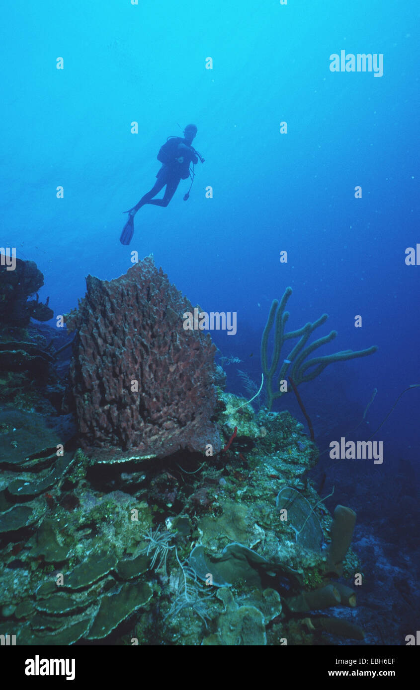 gigantic barrel sponge, giant barrel sponge (Xestospongia muta Stock ...