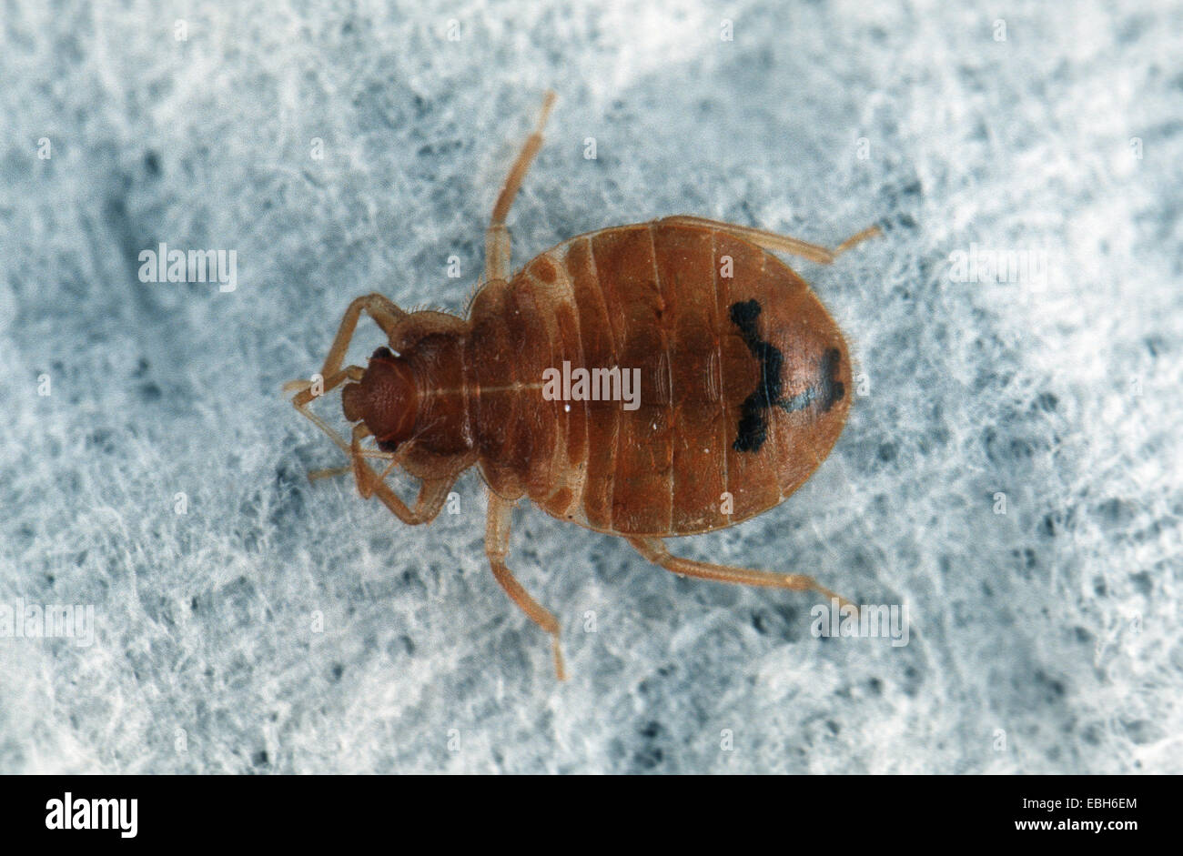 bedbug, common bedbug (wall-louse) (Cimex lectularius Stock Photo - Alamy