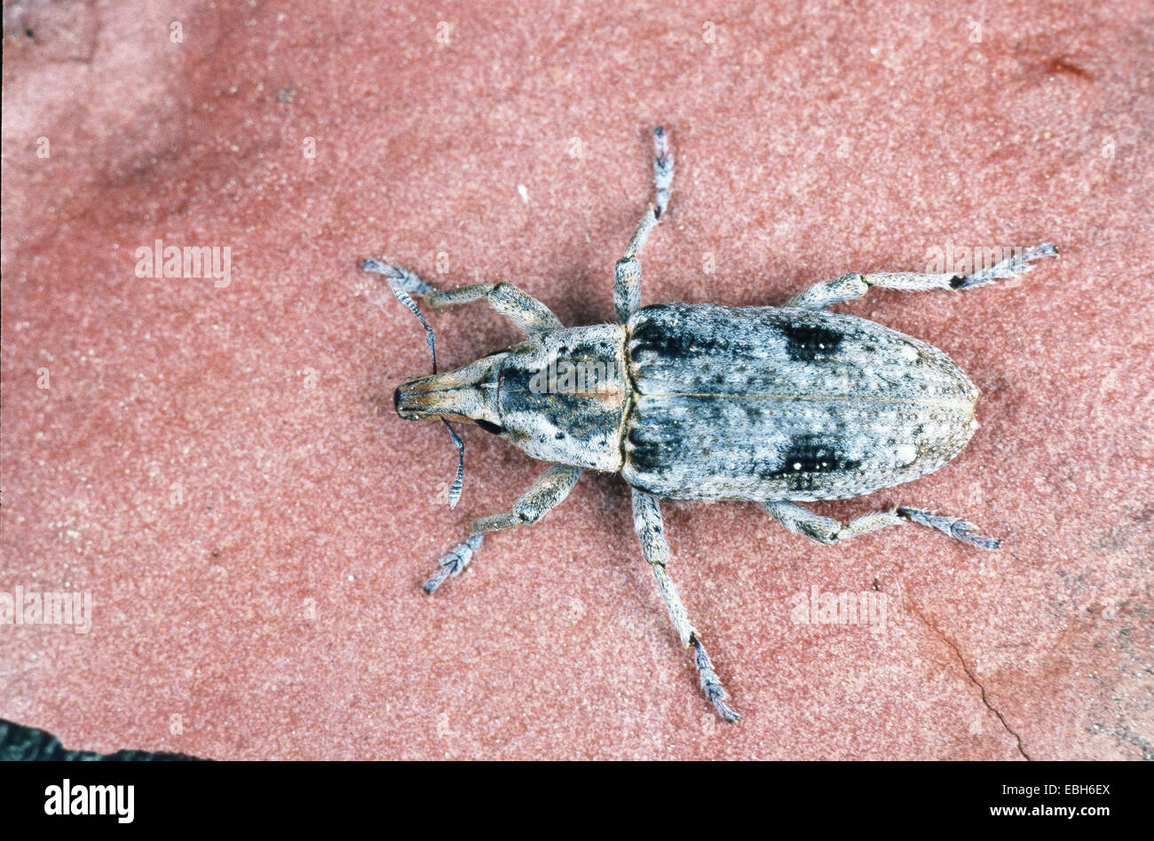 beet root weevil (Bothynoderes punctiventris Stock Photo - Alamy