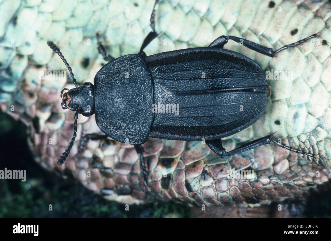 sexton beetle (Silpha tristis Stock Photo - Alamy