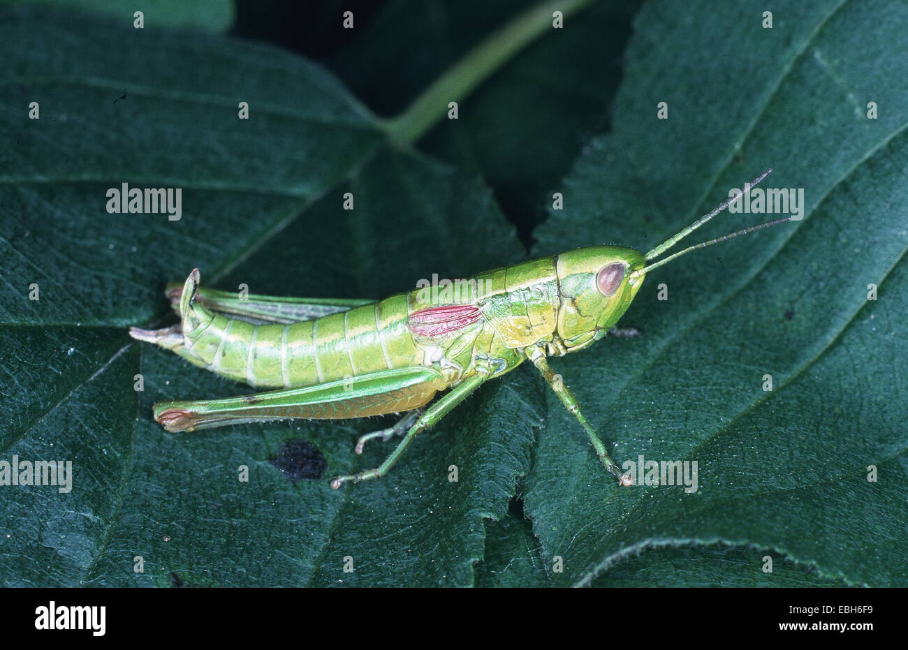 small gold grasshopper (Chrysochraon brachypterus, Euthystira ...