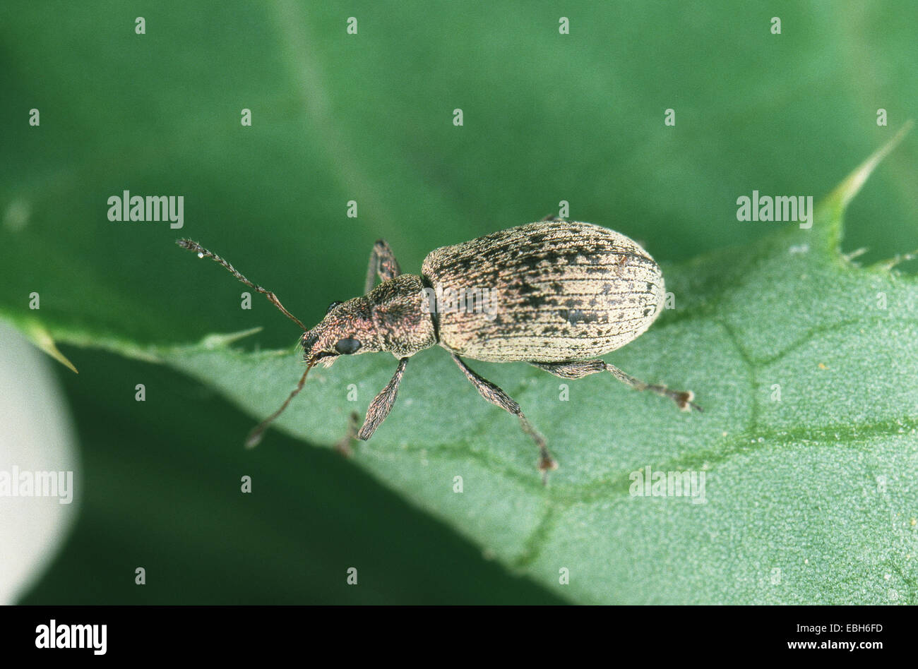 snout beetle, weevil (Polydrosus pilosus Stock Photo - Alamy