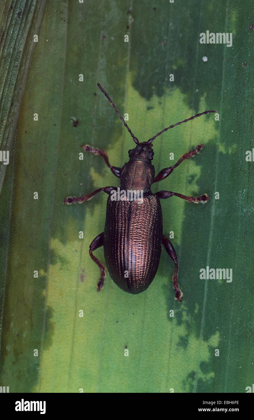 reed beetle (Plateumaris sericea Stock Photo - Alamy